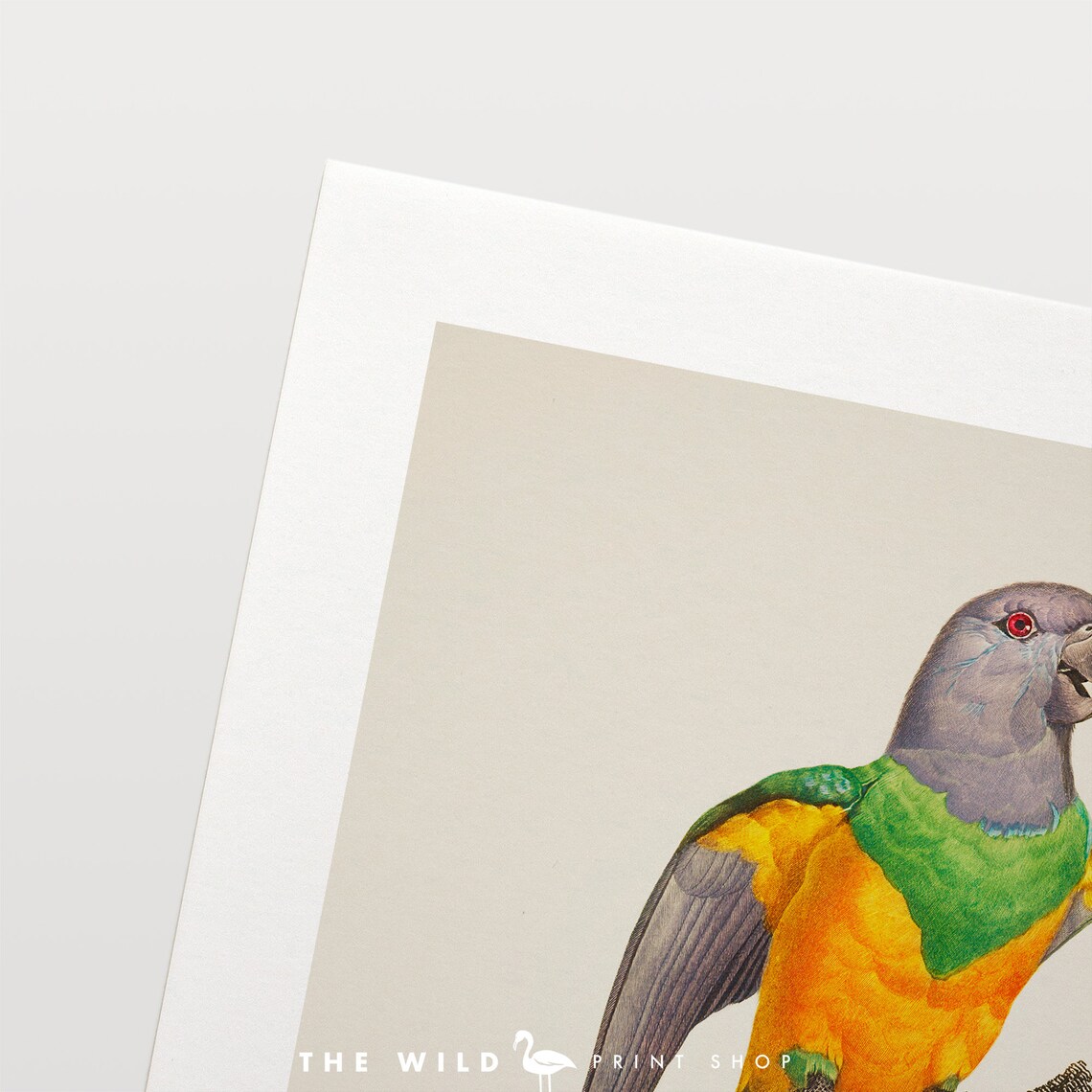 Vintage Parrot Print, Senegal Parrot Print, Parrot Print, Vintage Bird ...