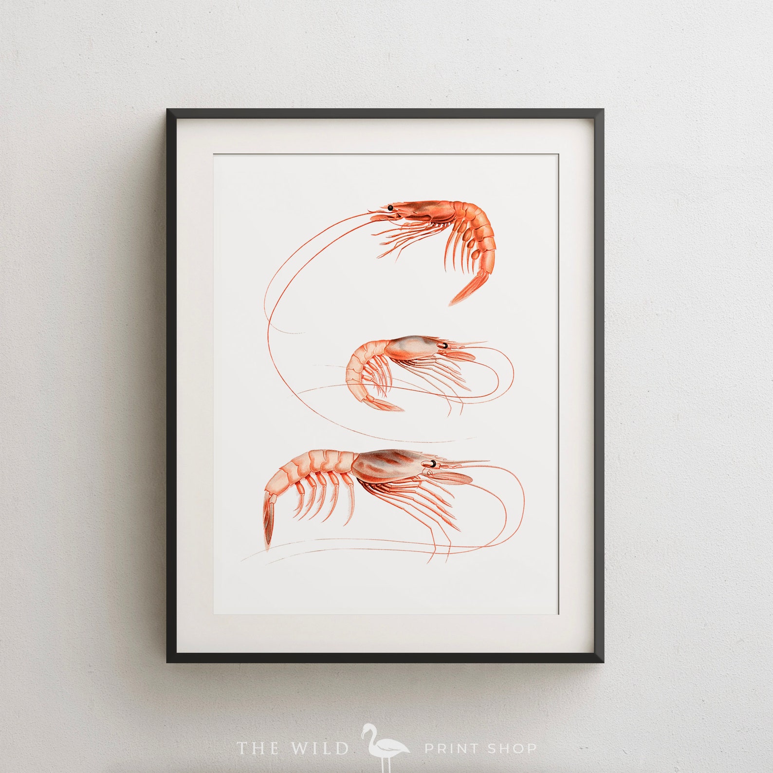 Shrimp Print Vintage Shrimp Print Shrimp Wall Art Nautical | Etsy