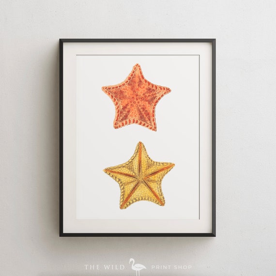 Starfish Print Seashell Print Vintage Seashell Print | Etsy