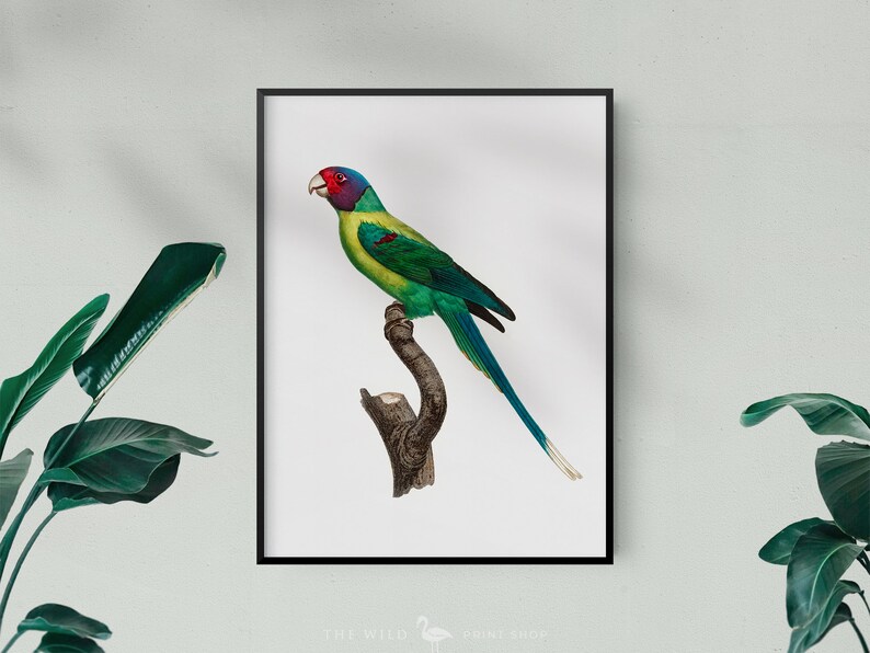 Vintage Parrot Print Plum Headed Parakeet Print Parrot | Etsy