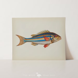Vintage Fish Print Tropical Fish Print Fish Wall Art - Etsy