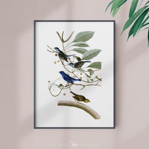 Vintage Bird Print Indigo Bird Print Bird Wall Art Audubon | Etsy