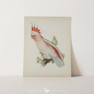 Vintage Parrot Print, Major Mitchell's Cockatoo Print, Parrot Print ...