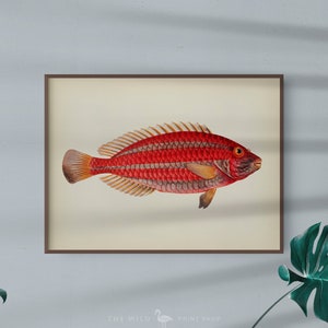 Vintage Fish Print Tropical Fish Print Fish Wall Art | Etsy