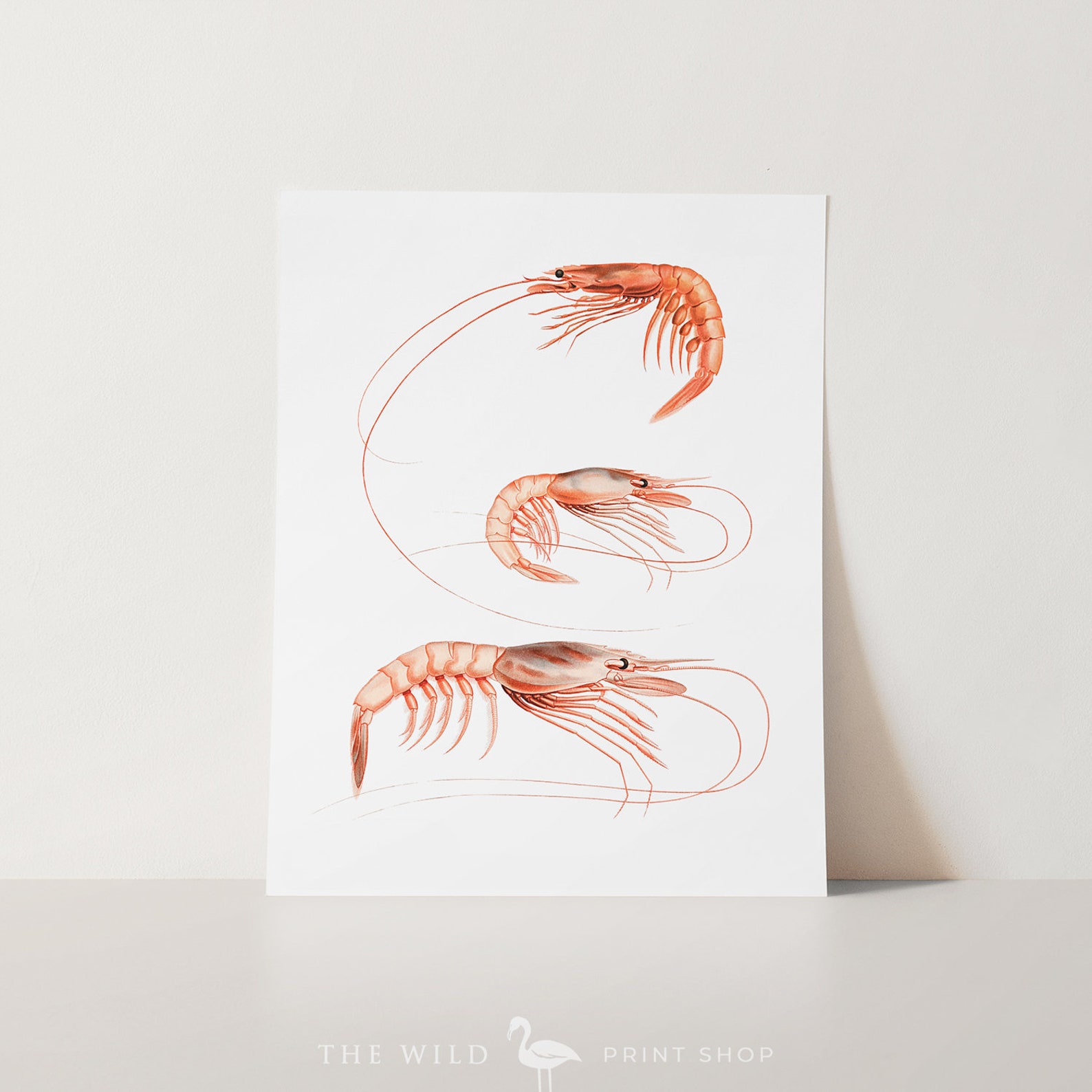 Shrimp Print Vintage Shrimp Print Shrimp Wall Art Nautical | Etsy