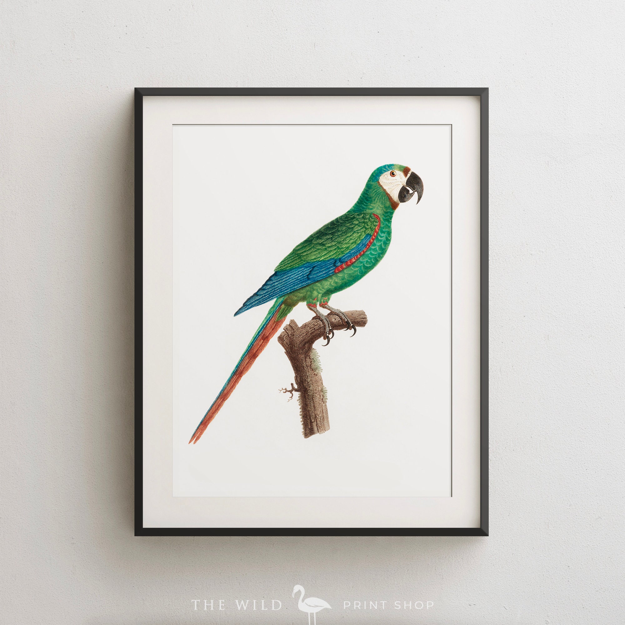 Vintage Parrot Print Macaw Print Parrot Print Vintage Bird | Etsy