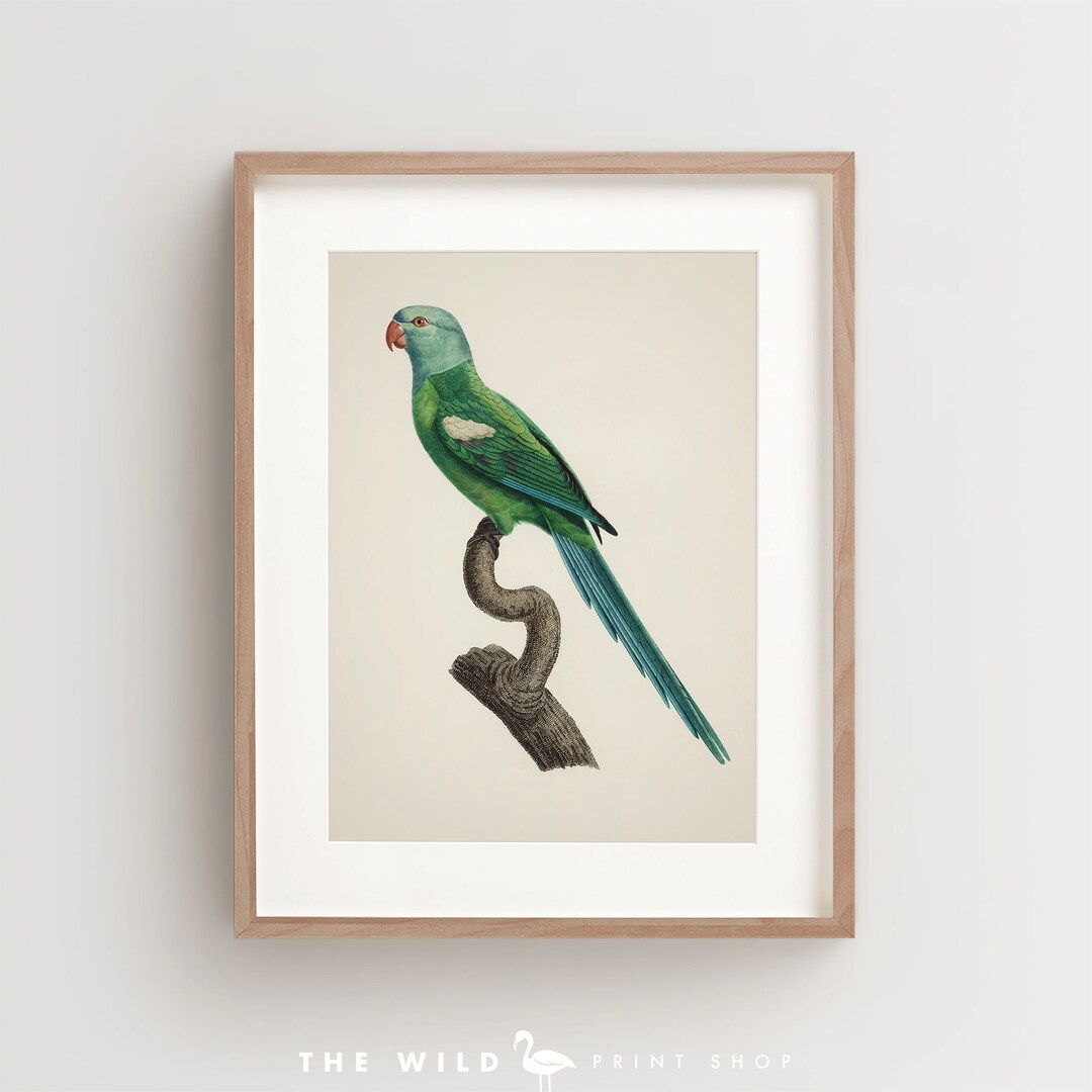 Vintage Parrot Print, Amazon Parrot Print, Parrot Print, Vintage Bird ...