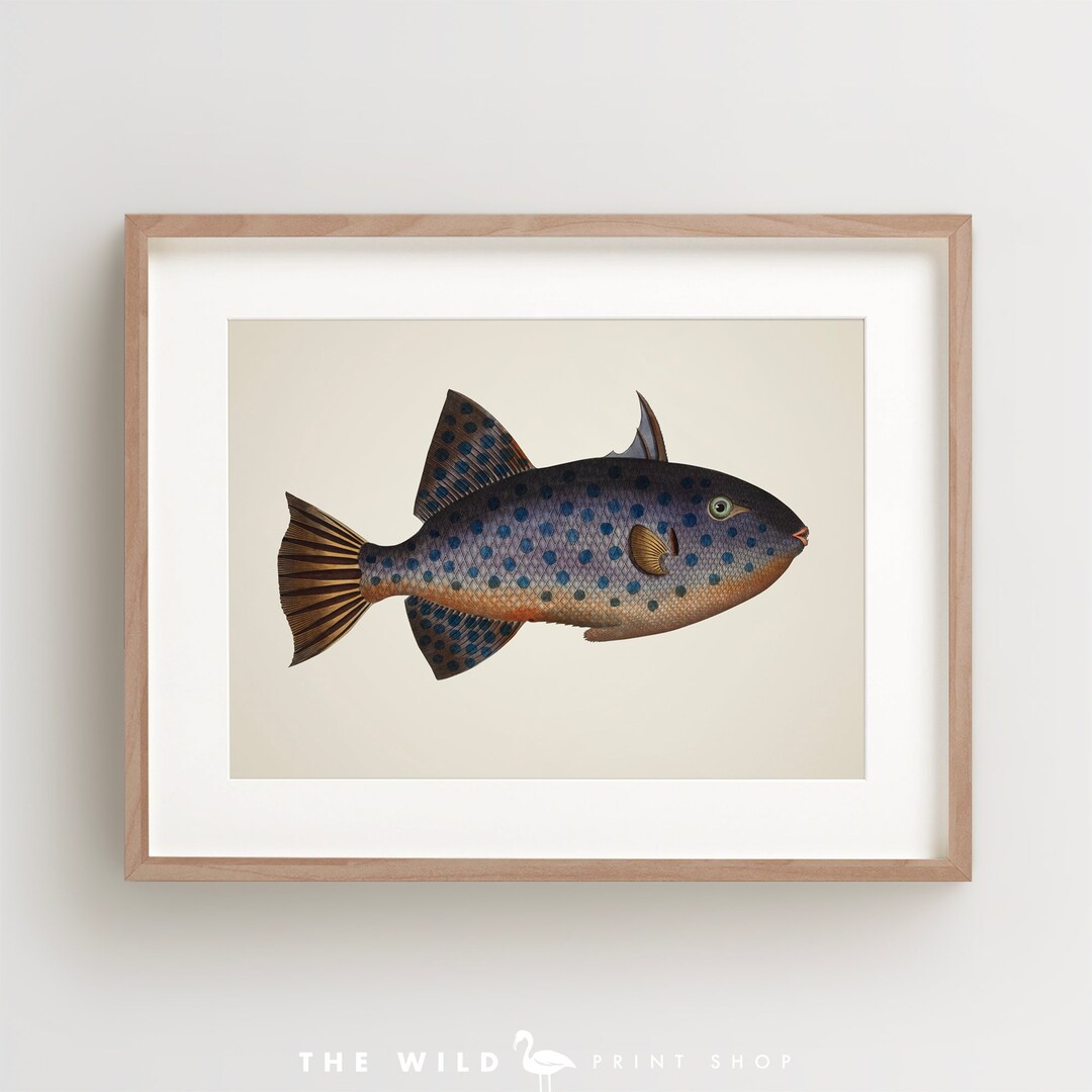 Vintage Fish Print, Tropical Fish Print, Fish Wall Art, Nautical Print ...