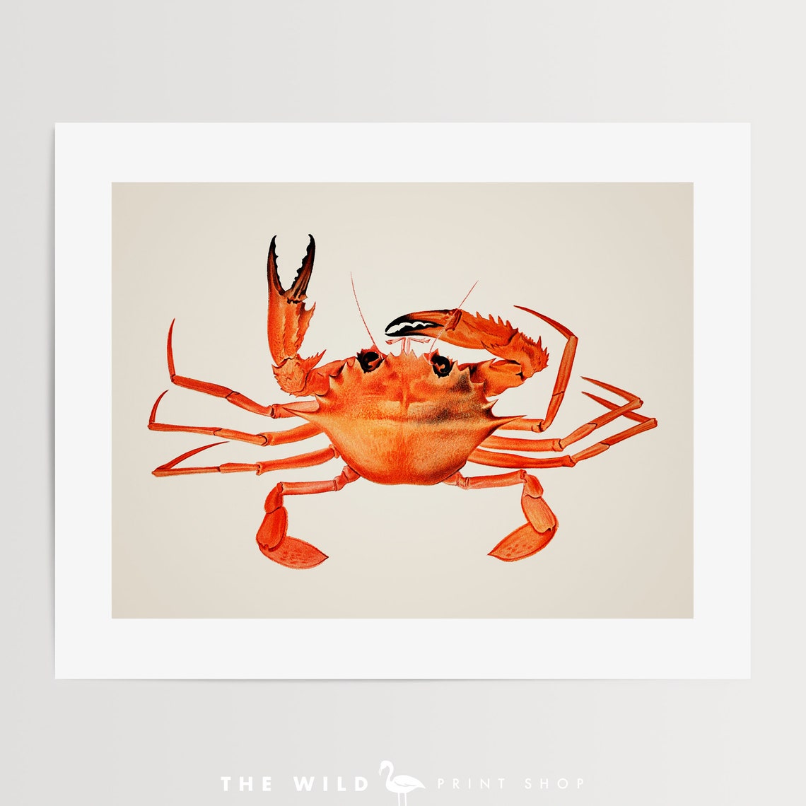 Crab Print, Vintage Crab Print, Crab Wall Art, Nautical Print Vertical ...