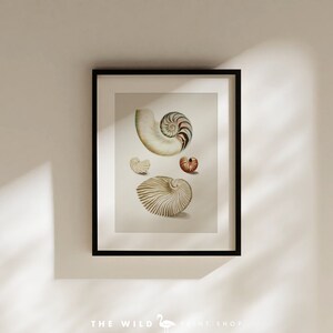 Nautilus Shell Print, Seashell Print, Vintage Seashell Print, Seashell ...