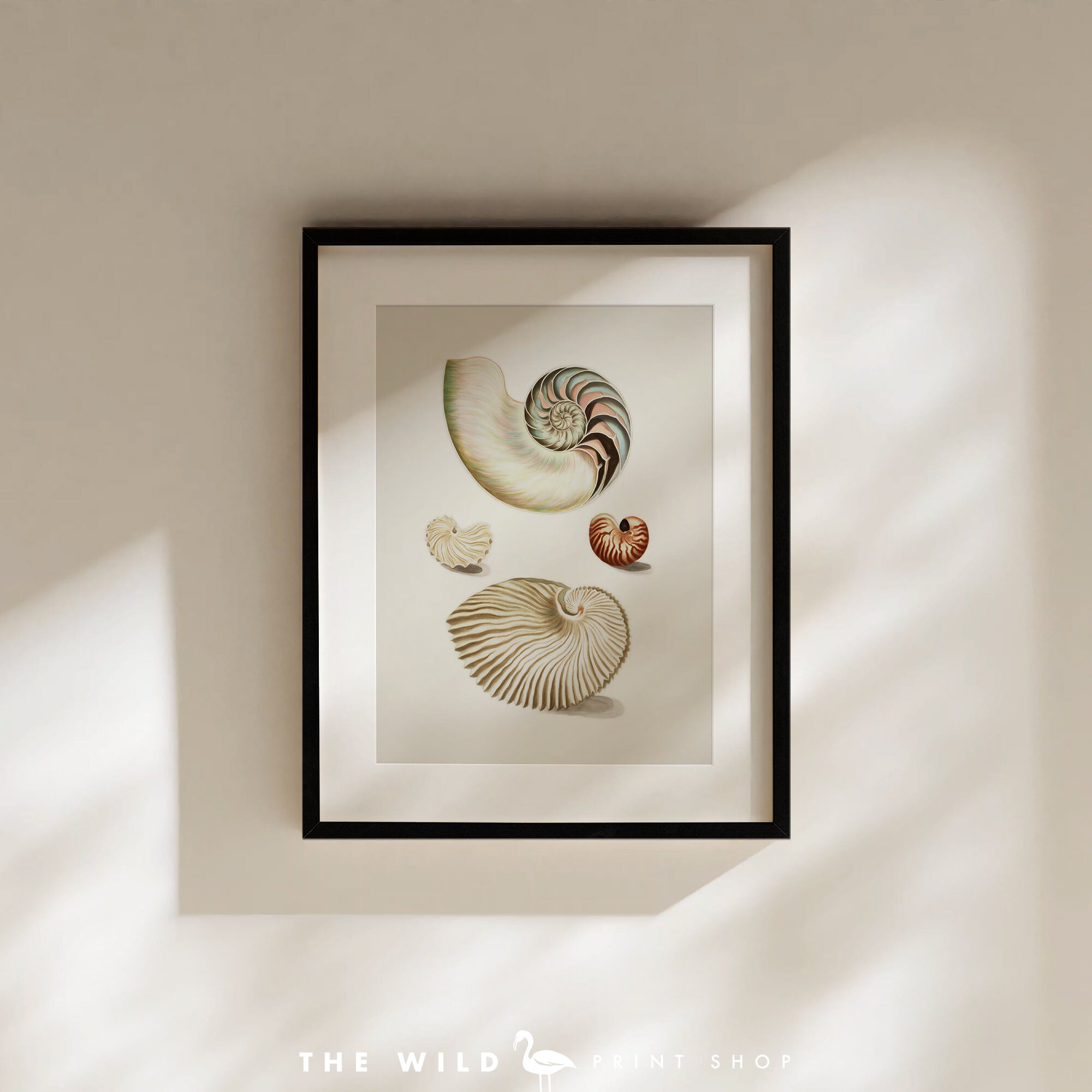 Nautilus Shell Print, Seashell Print, Vintage Seashell Print, Seashell ...