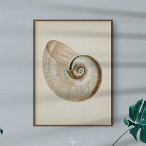 Nautilus Shell Print Seashell Print Vintage Seashell Print | Etsy