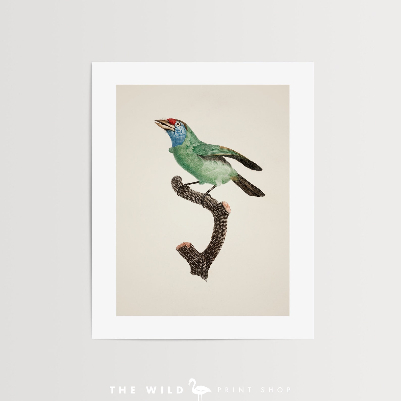 Vintage Bird Print, Bee Eater Print, Tropical Bird Print, Bird Wall Art ...