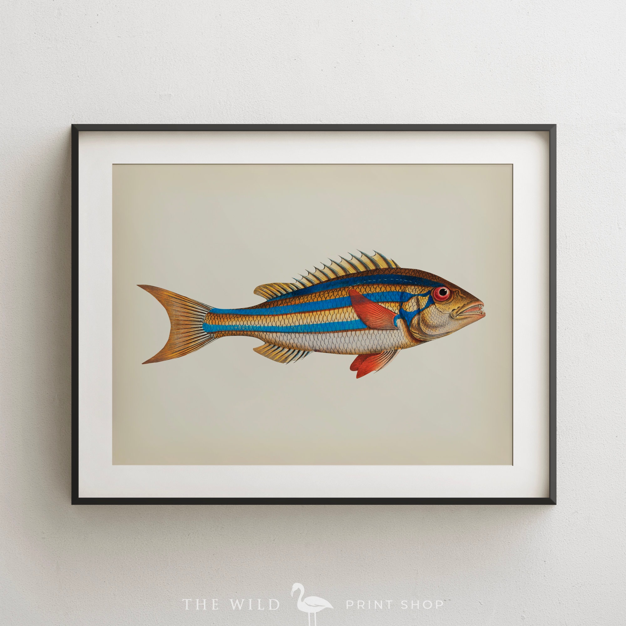 Vintage Fish Print Tropical Fish Print Fish Wall Art | Etsy