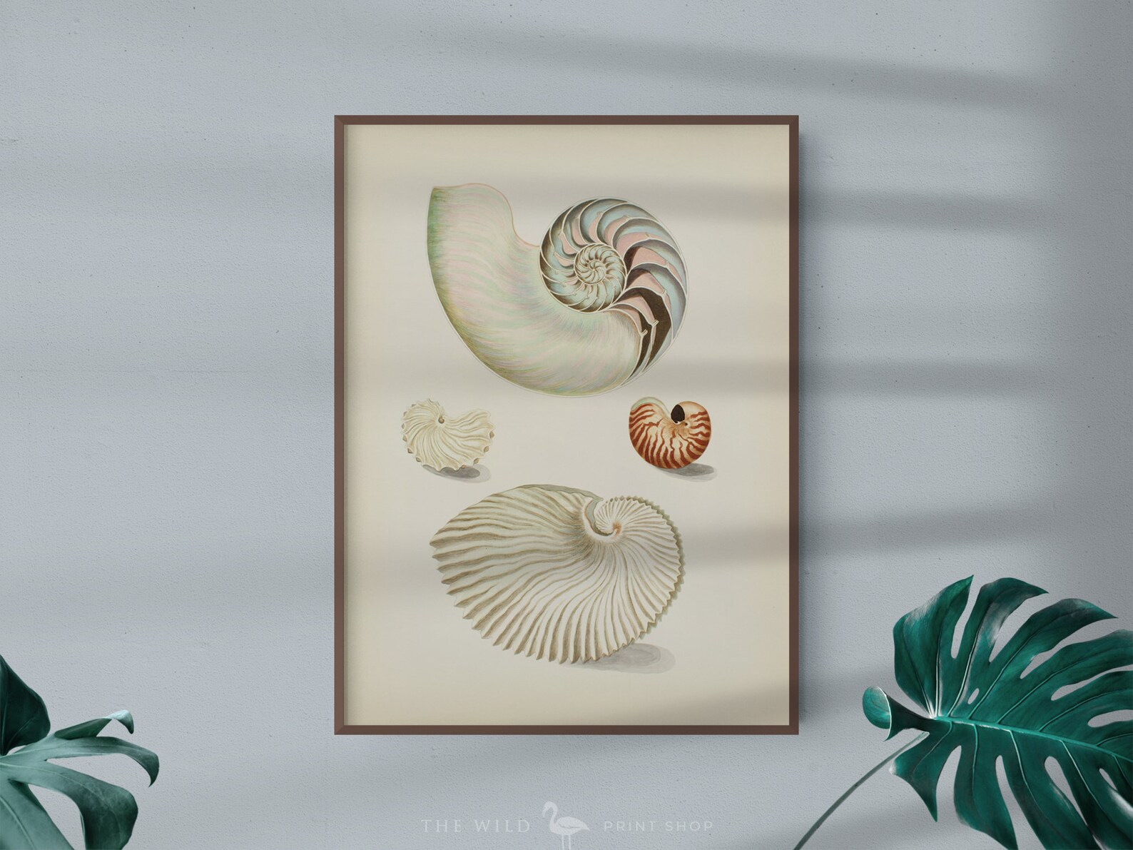 Nautilus Shell Print Seashell Print Vintage Seashell Print | Etsy