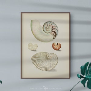 Nautilus Shell Print Seashell Print Vintage Seashell Print | Etsy