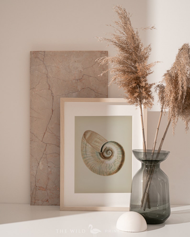 Nautilus Shell Print Seashell Print Vintage Seashell Print - Etsy