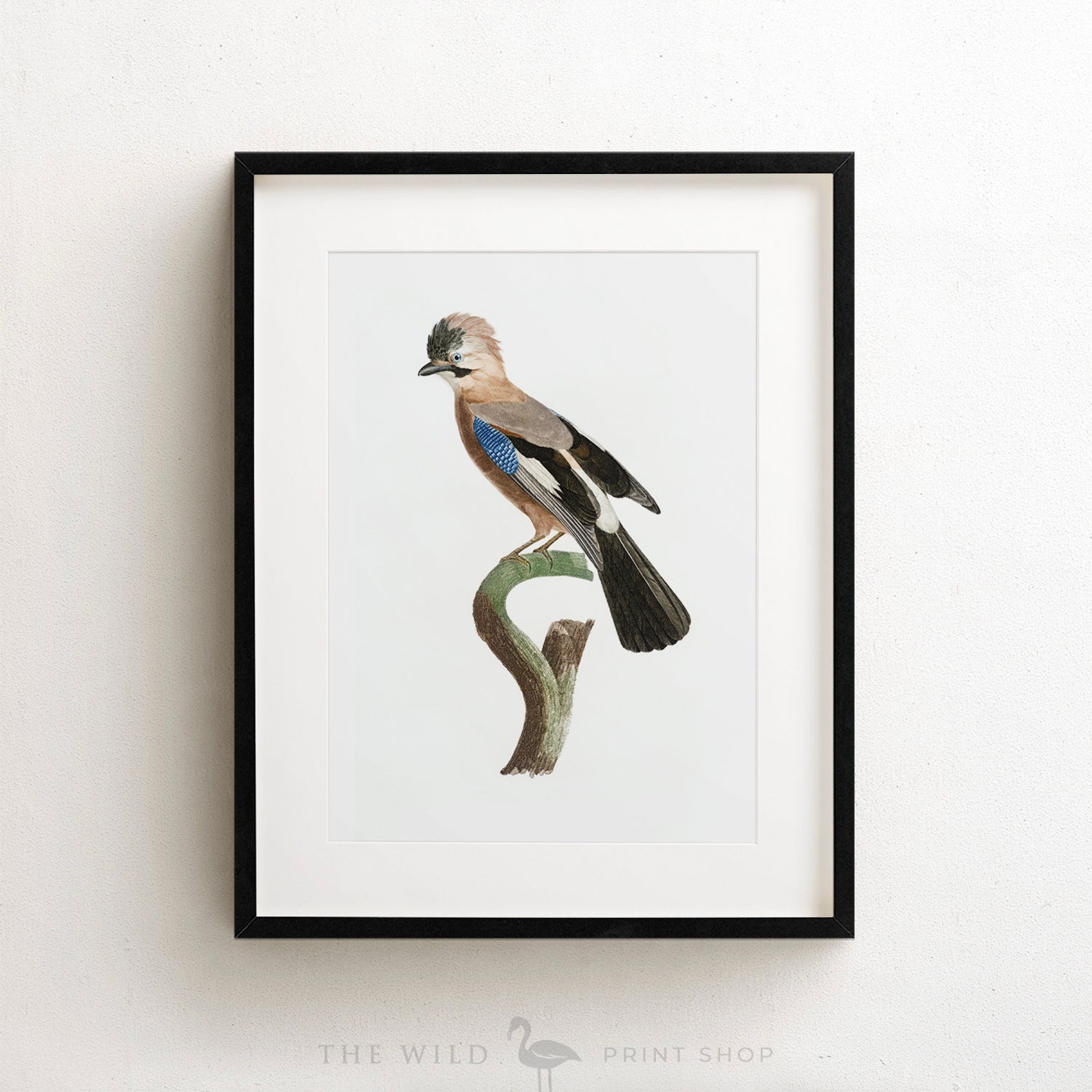 Vintage Bird Print Eurasian Jay Print Tropical Bird Print | Etsy