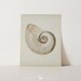Nautilus Shell Print Seashell Print Vintage Seashell Print - Etsy