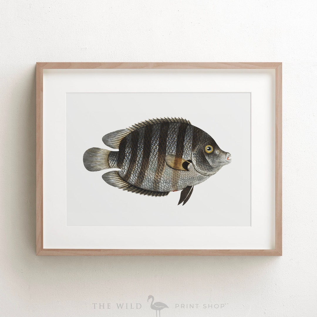 Vintage Fish Print Tropical Fish Print Fish Wall Art - Etsy