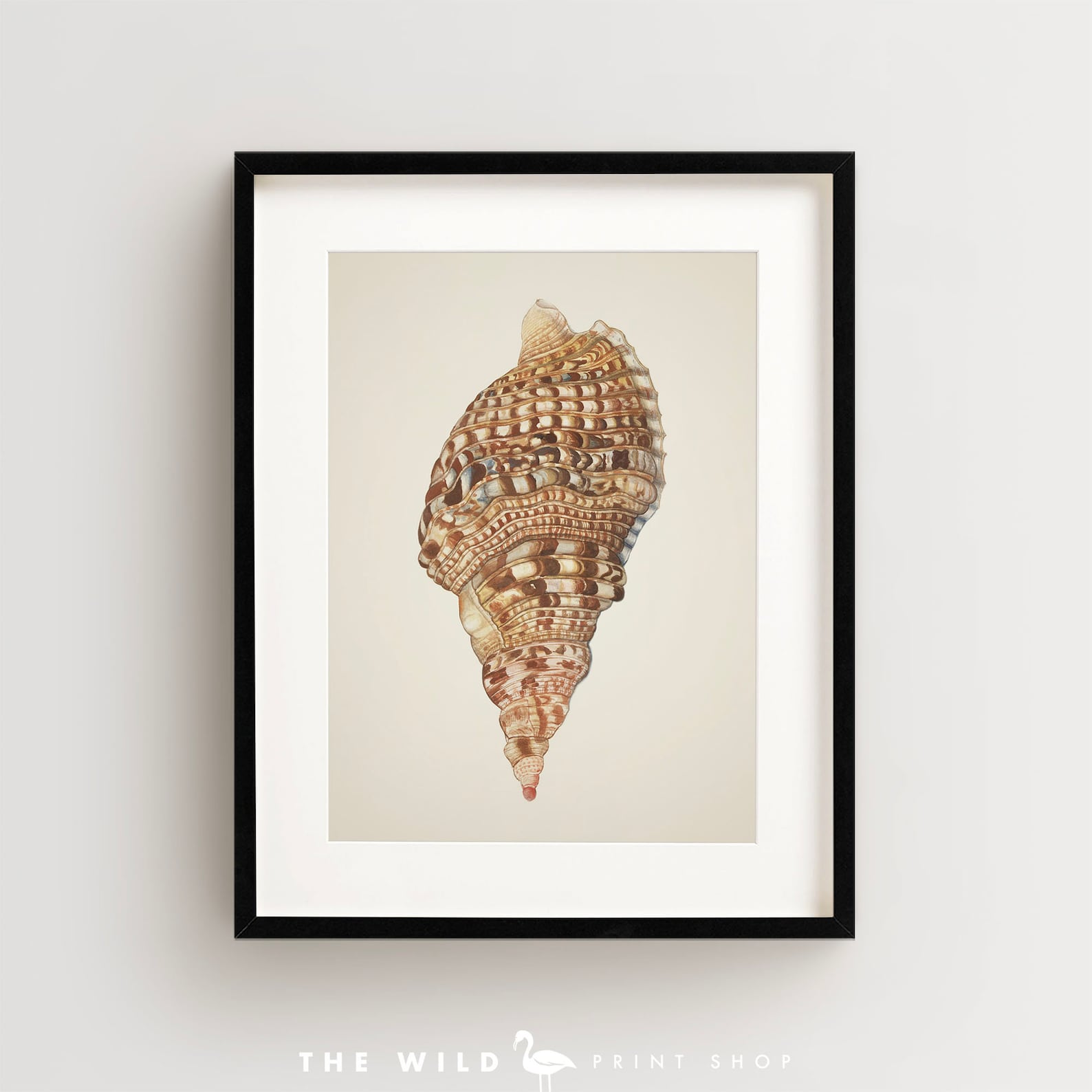 Seashell Print, Vintage Seashell Print, Seashell Wall Art, Nautical ...