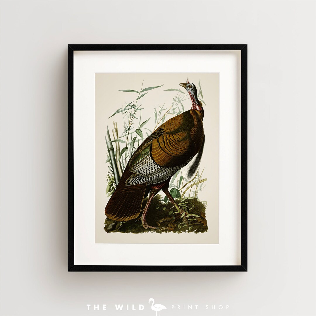 Thanksgiving Wall Decor - Vintage Bird Print, Wild Turkey Print, Bird ...