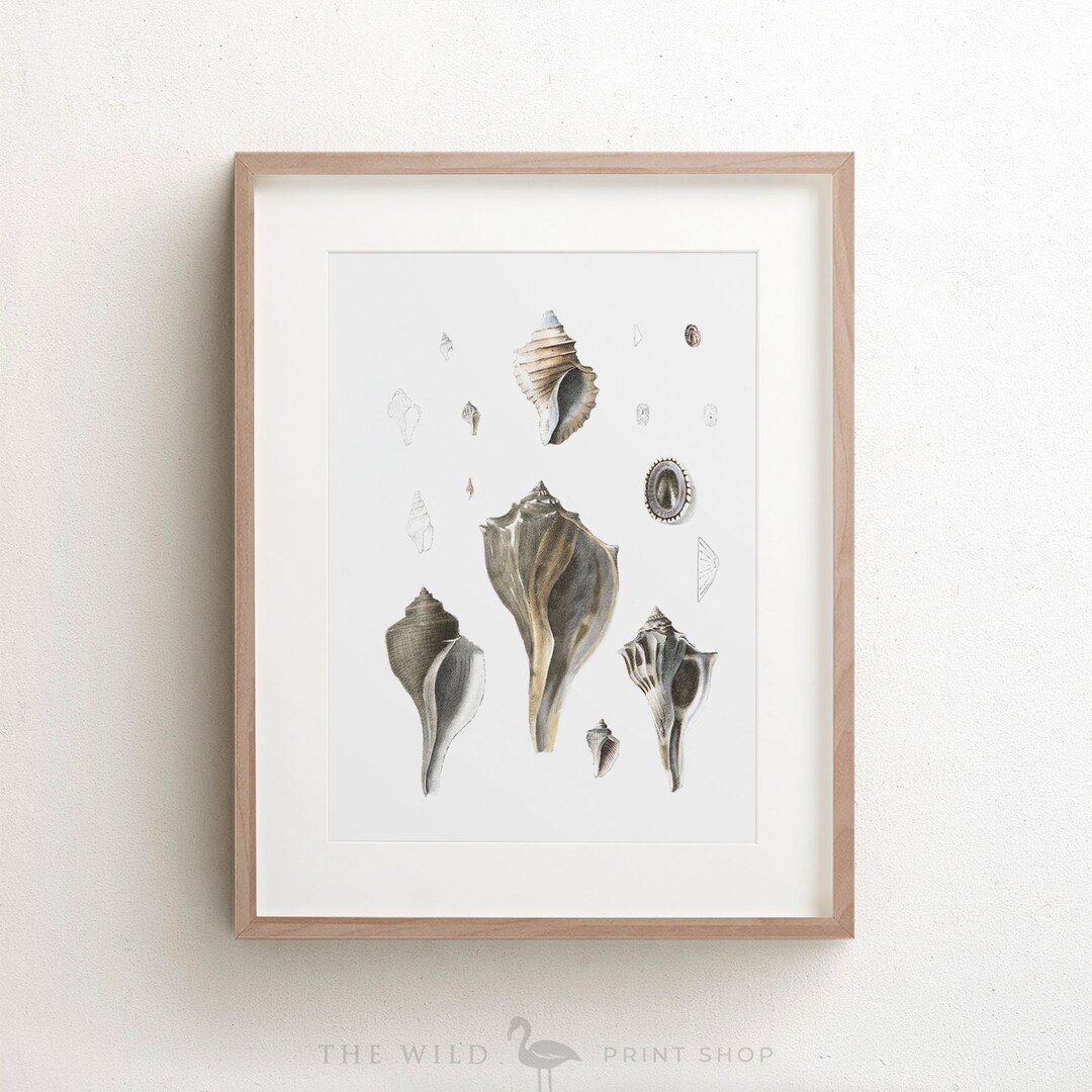 Seashell Print Vintage Seashell Print Seashell Wall Art - Etsy