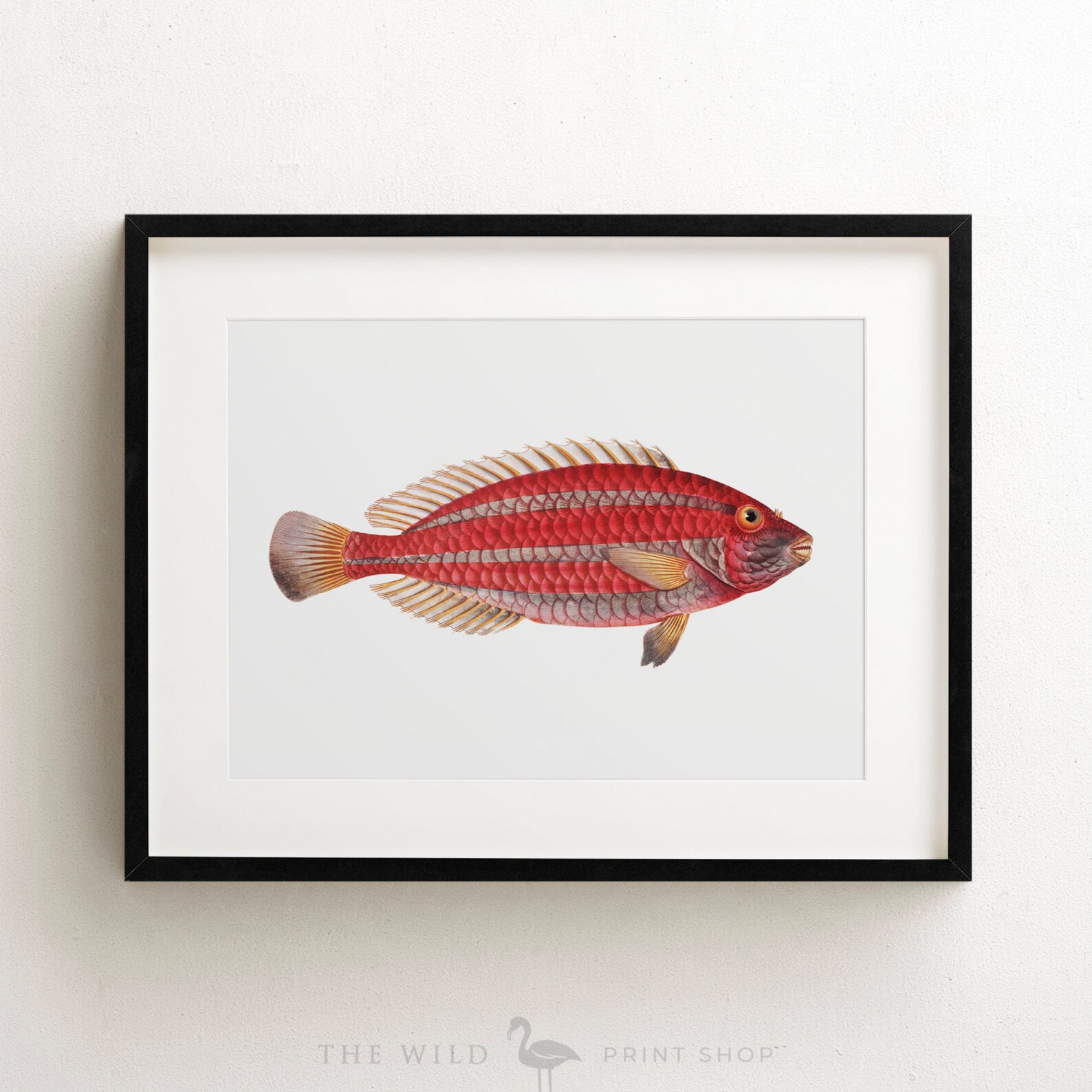 Vintage Fish Print Tropical Fish Print Fish Wall Art | Etsy