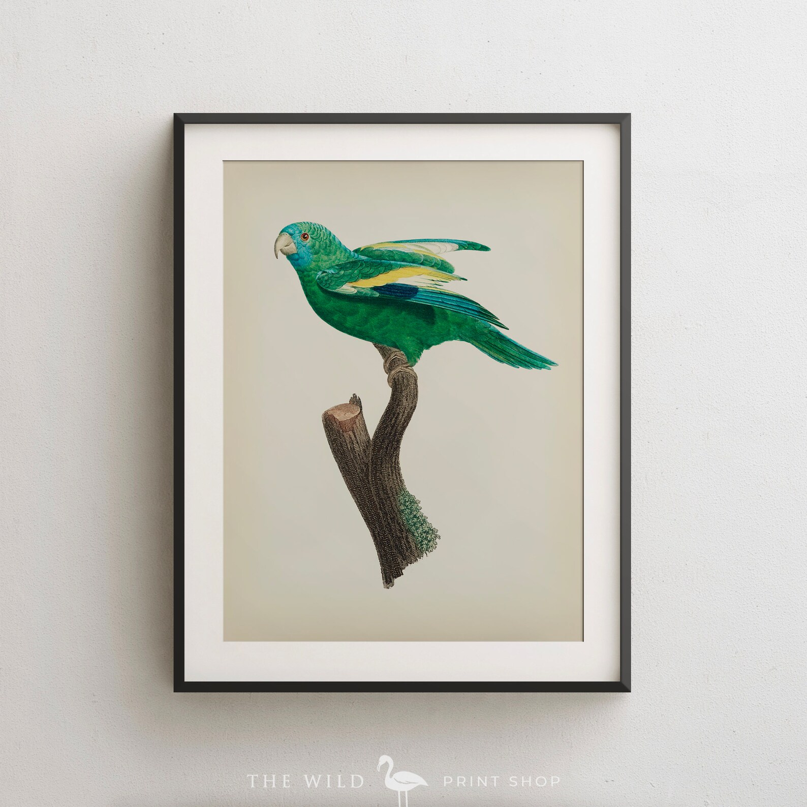 Vintage Parrot Print Parakeet Print Parrot Print Vintage | Etsy