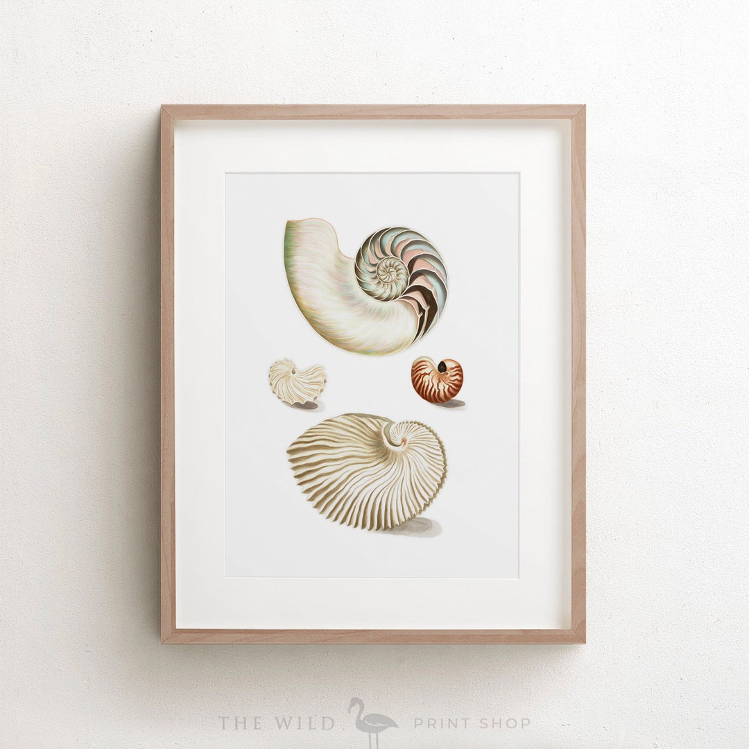 Nautilus Shell Print Seashell Print Vintage Seashell Print - Etsy