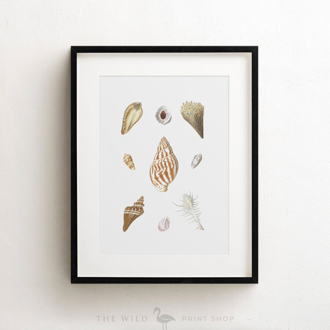 Seashell Print, Vintage Seashell Print, Seashell Wall Art, Nautical ...