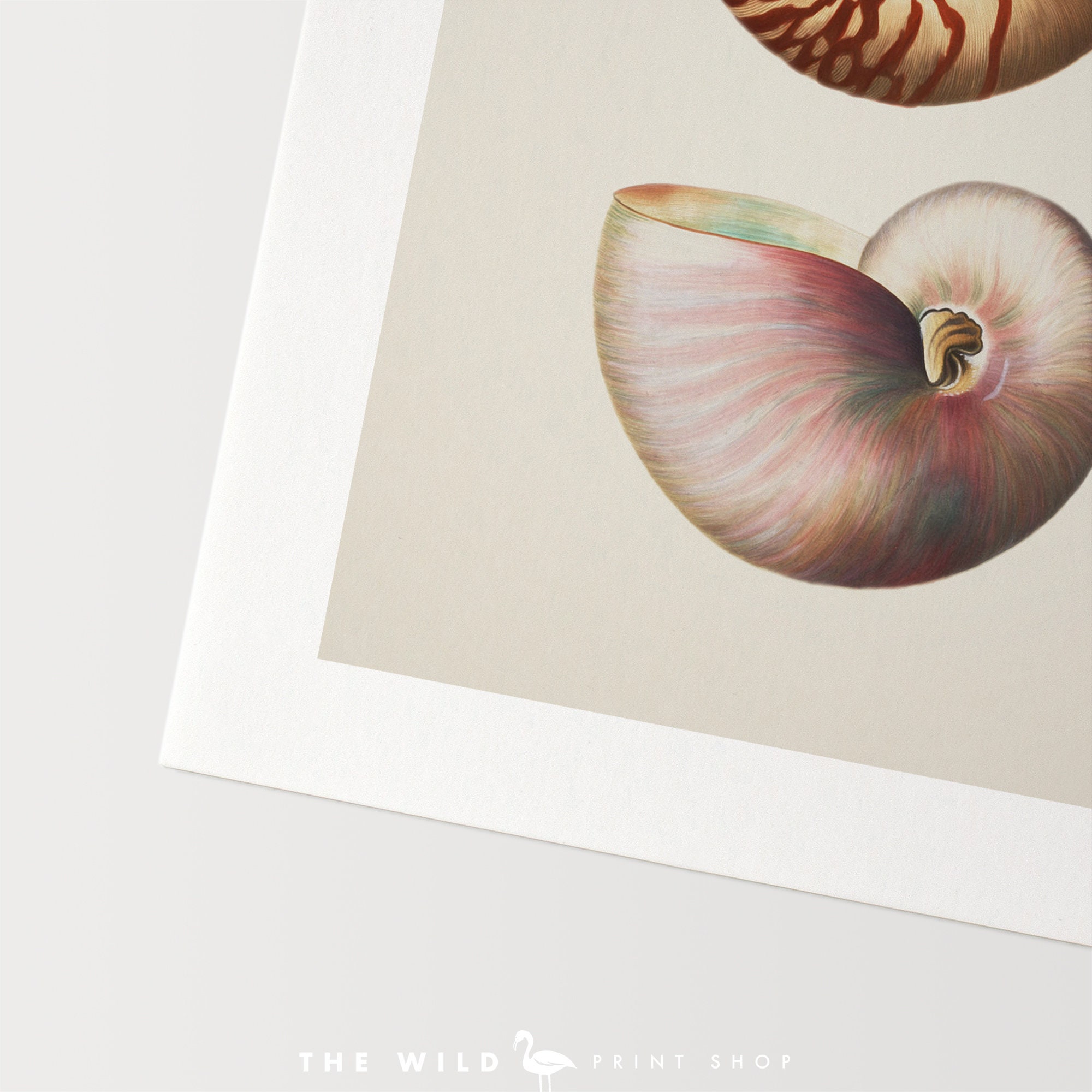 Nautilus Shell Print, Seashell Print, Vintage Seashell Print, Seashell ...