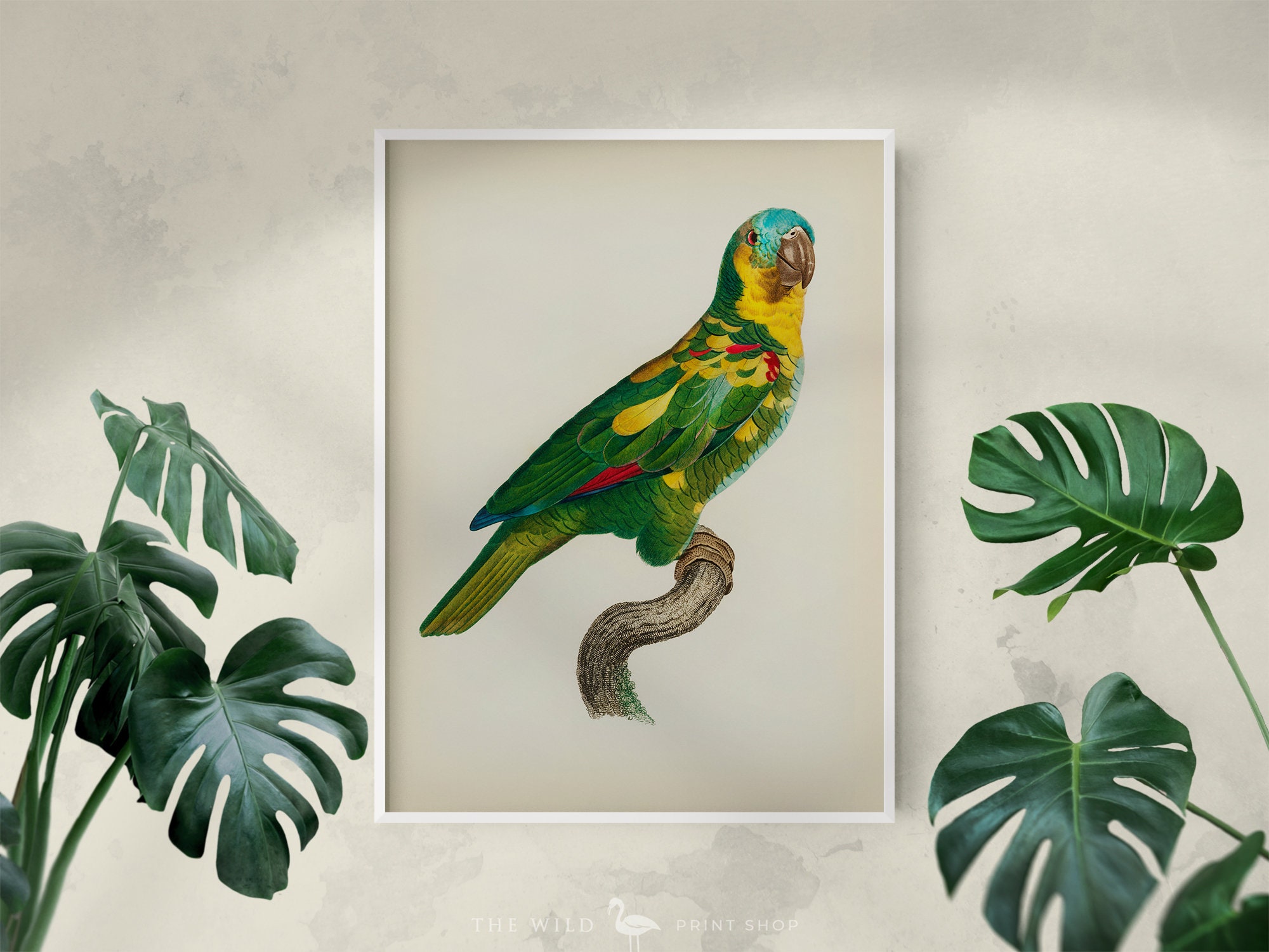 Vintage Parrot Print Amazon Parrot Print Parrot Print | Etsy