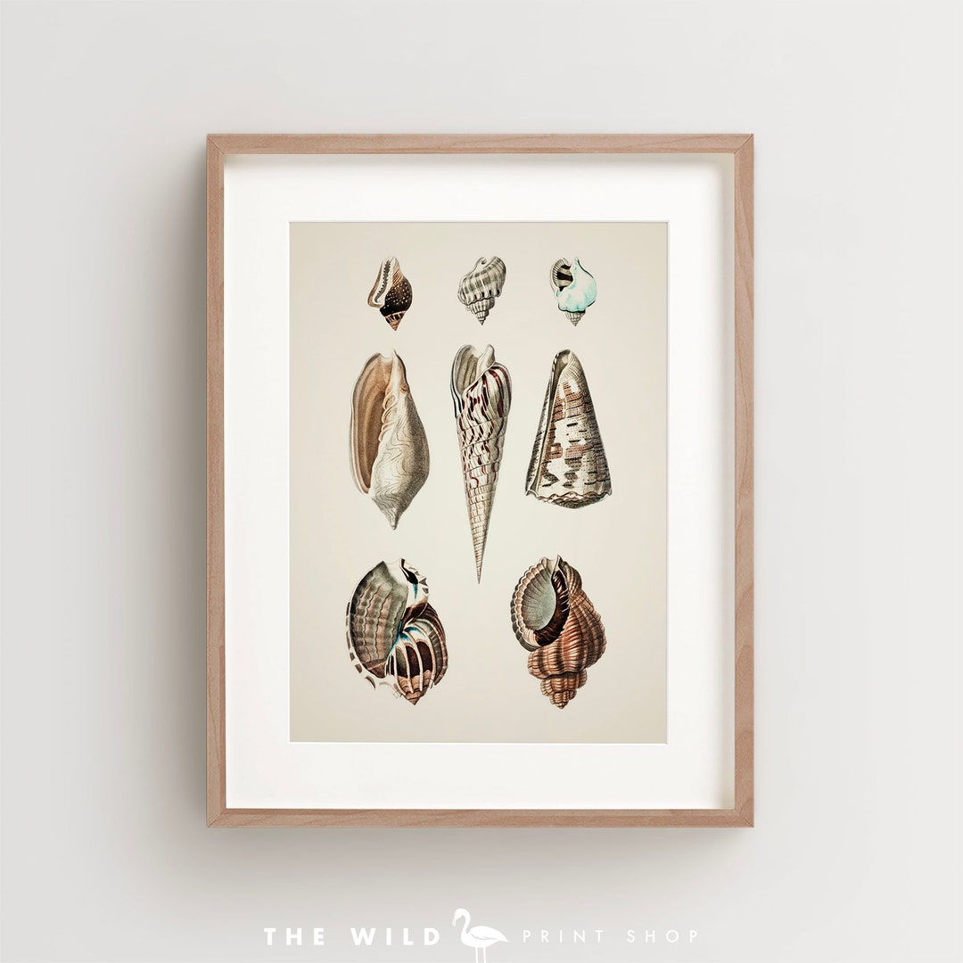 Seashell Print, Vintage Seashell Print, Seashell Wall Art, Nautical ...