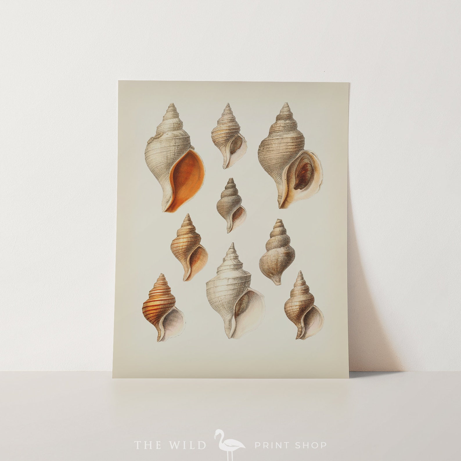 Seashell Print Vintage Seashell Print Seashell Wall Art - Etsy