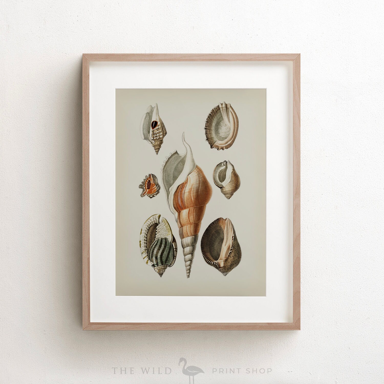 Seashell Print Vintage Seashell Print Seashell Wall Art | Etsy