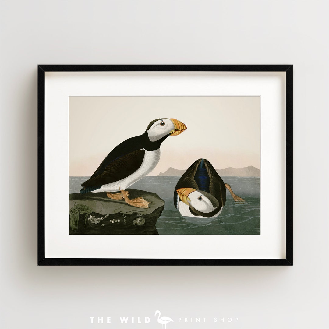Vintage Bird Print, Large Billed Puffin Print, Bird Wall Art, Audubon ...