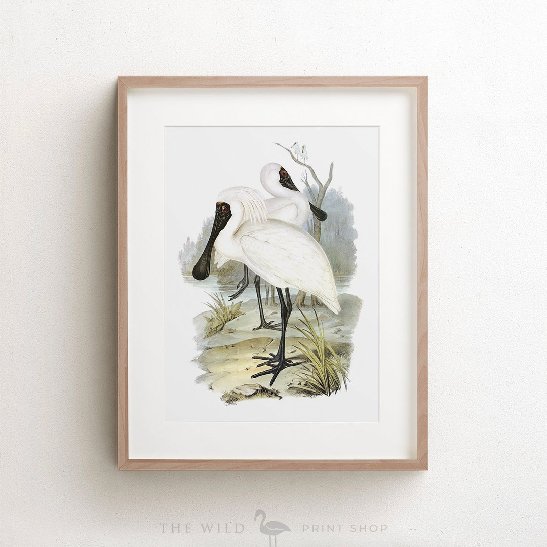 Vintage Bird Print Spoonbill Print Coastal Bird Print Bird - Etsy