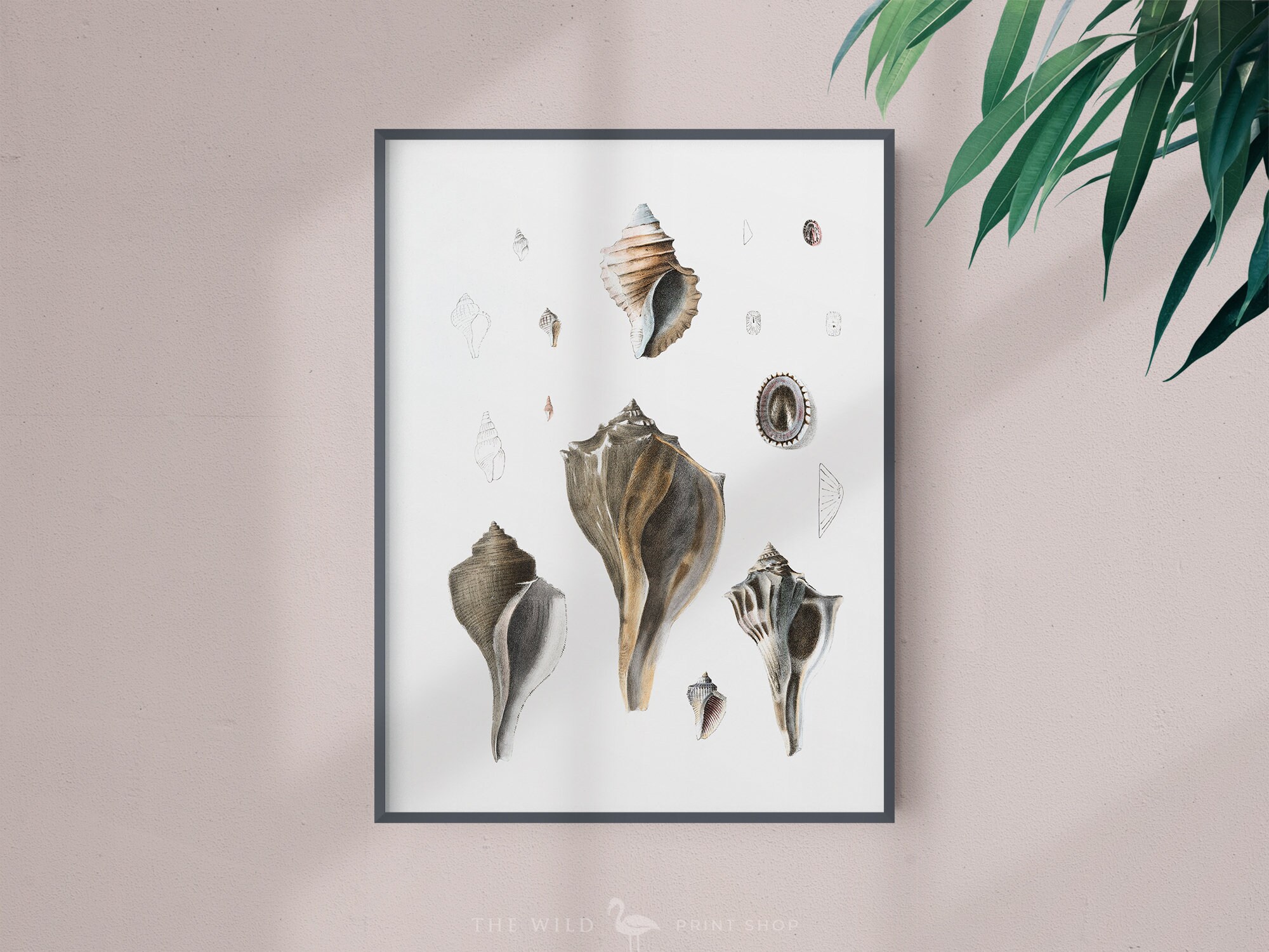 Seashell Print Vintage Seashell Print Seashell Wall Art | Etsy