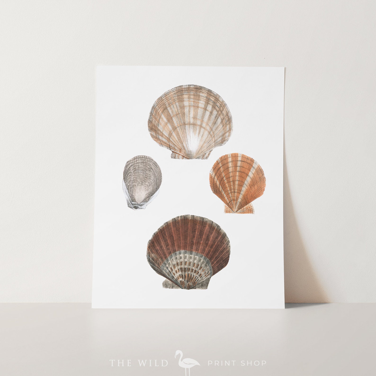 Seashell Print Vintage Seashell Print Seashell Wall Art | Etsy