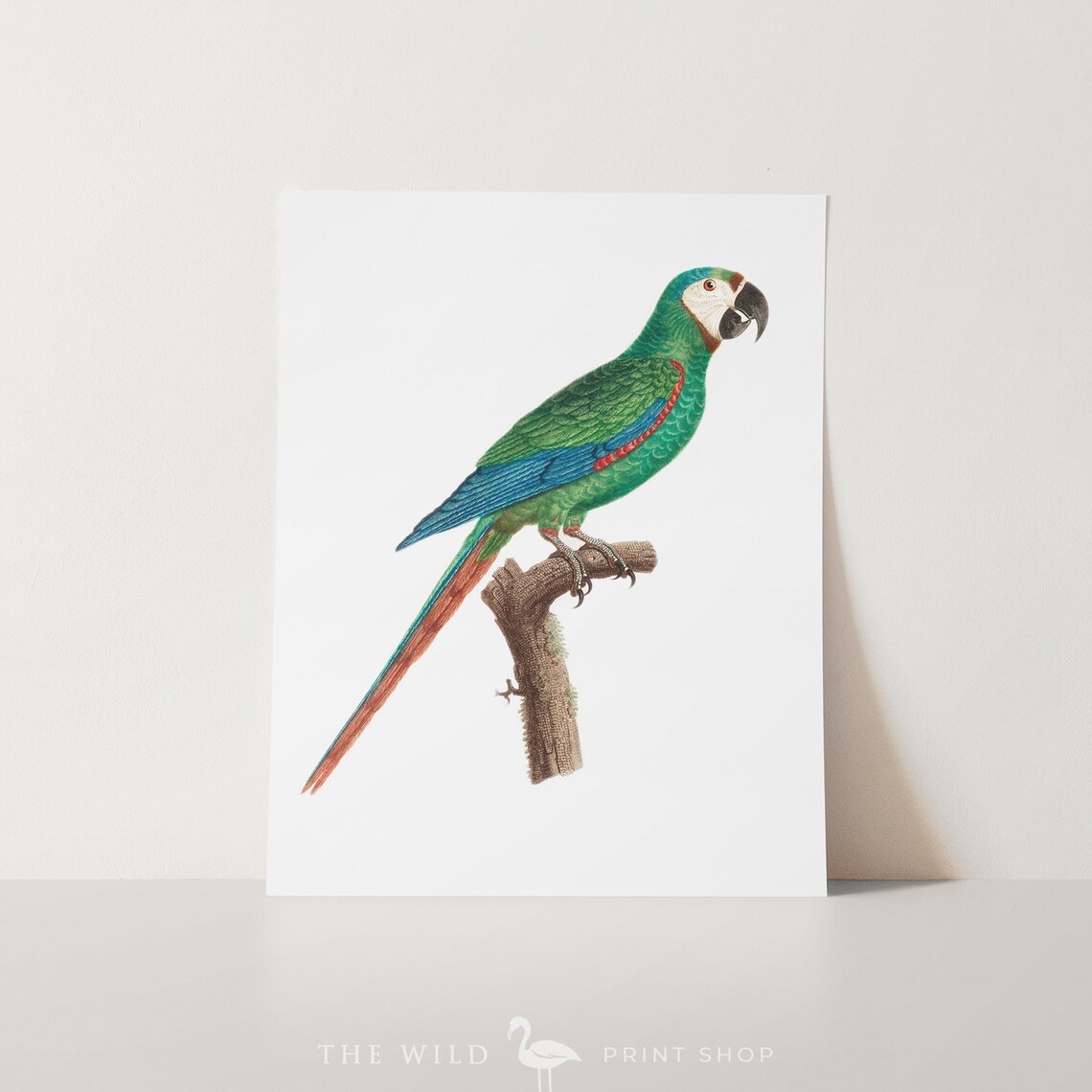 Vintage Parrot Print Macaw Print Parrot Print Vintage Bird | Etsy