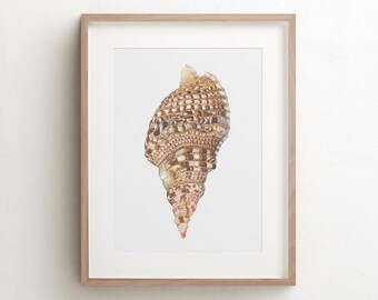 Seashell Art Print - Etsy
