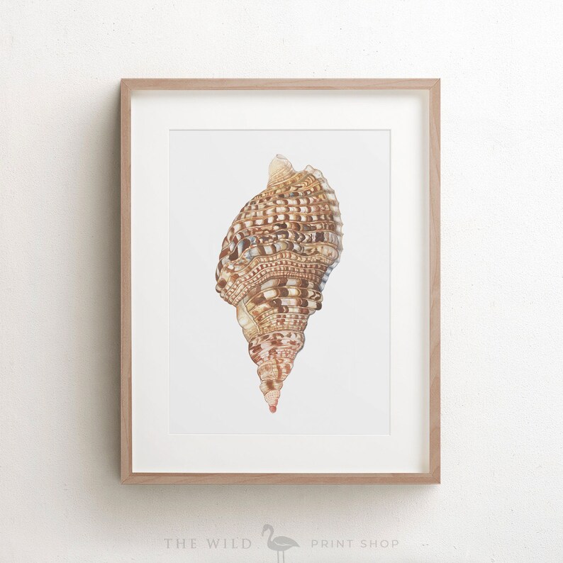 Seashell Print Vintage Seashell Print Seashell Wall Art - Etsy