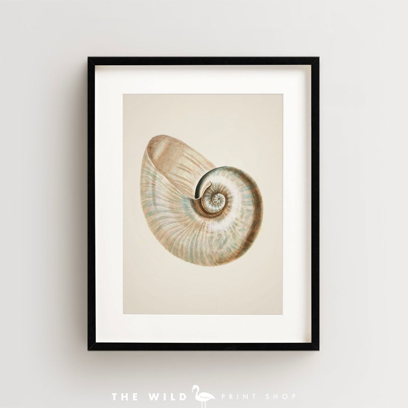 Nautilus Art - Etsy