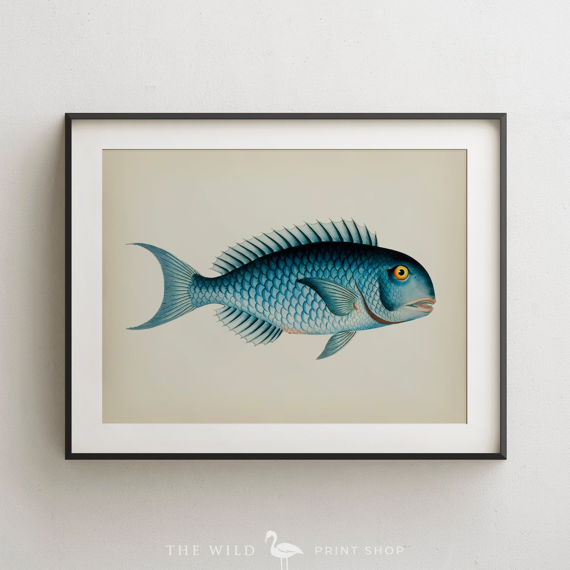 Vintage Fish Print Tropical Fish Print Fish Wall Art | Etsy