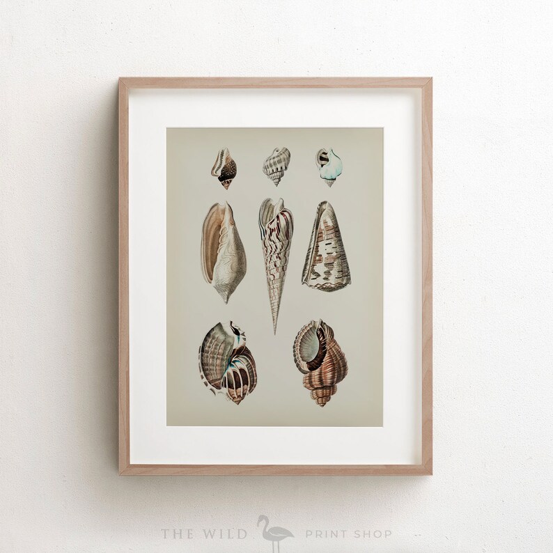 Seashell Print Vintage Seashell Print Seashell Wall Art | Etsy