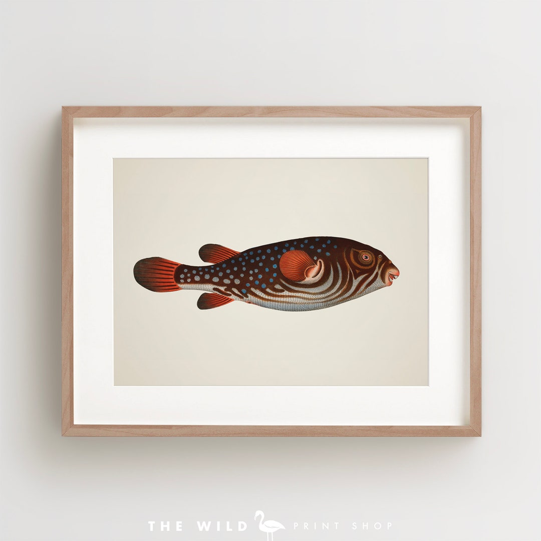 Vintage Fish Print, Tropical Fish Print, Fish Wall Art, Nautical Print ...