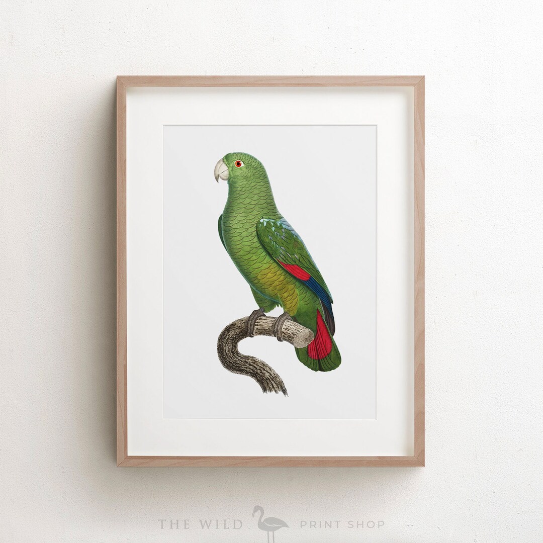 Vintage Parrot Print Amazon Parrot Print Parrot Print - Etsy