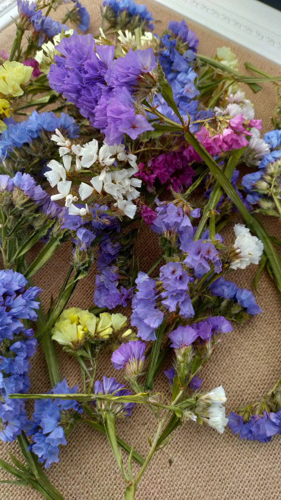 50 Pieces Dried Statice . Mixed Colours. Craft Bag. Season - Etsy