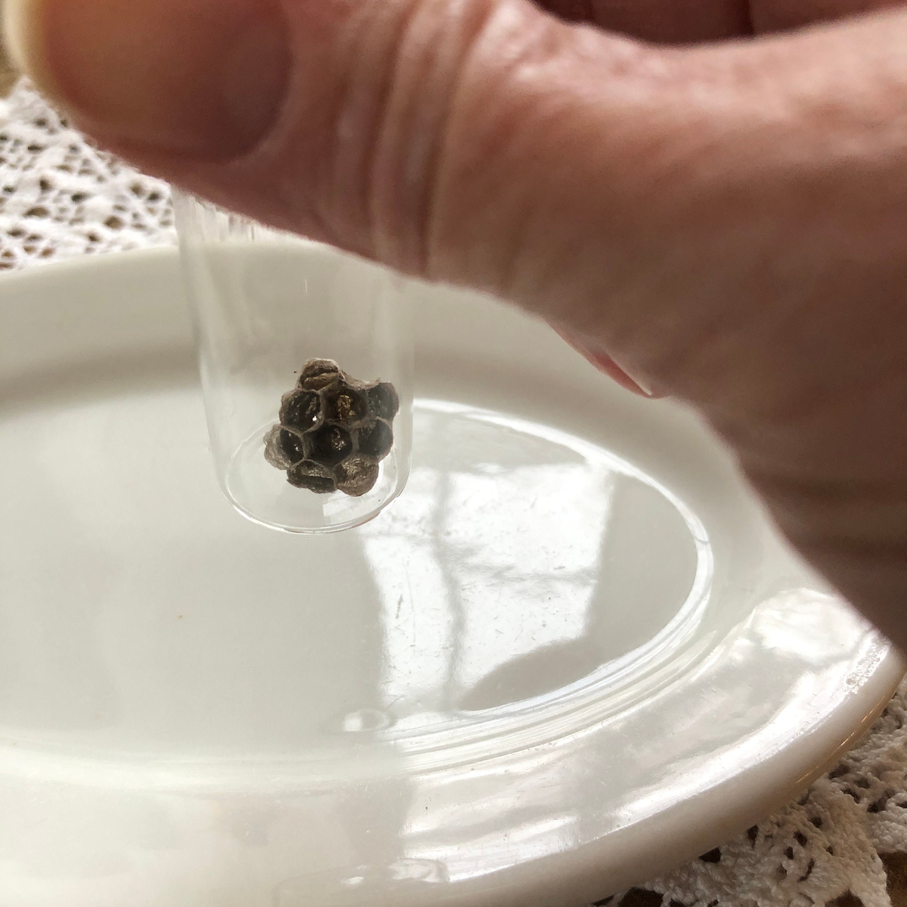 Natural Organic Wasp Nest Wasp Honeycomb Paper Wasp Craft - Etsy